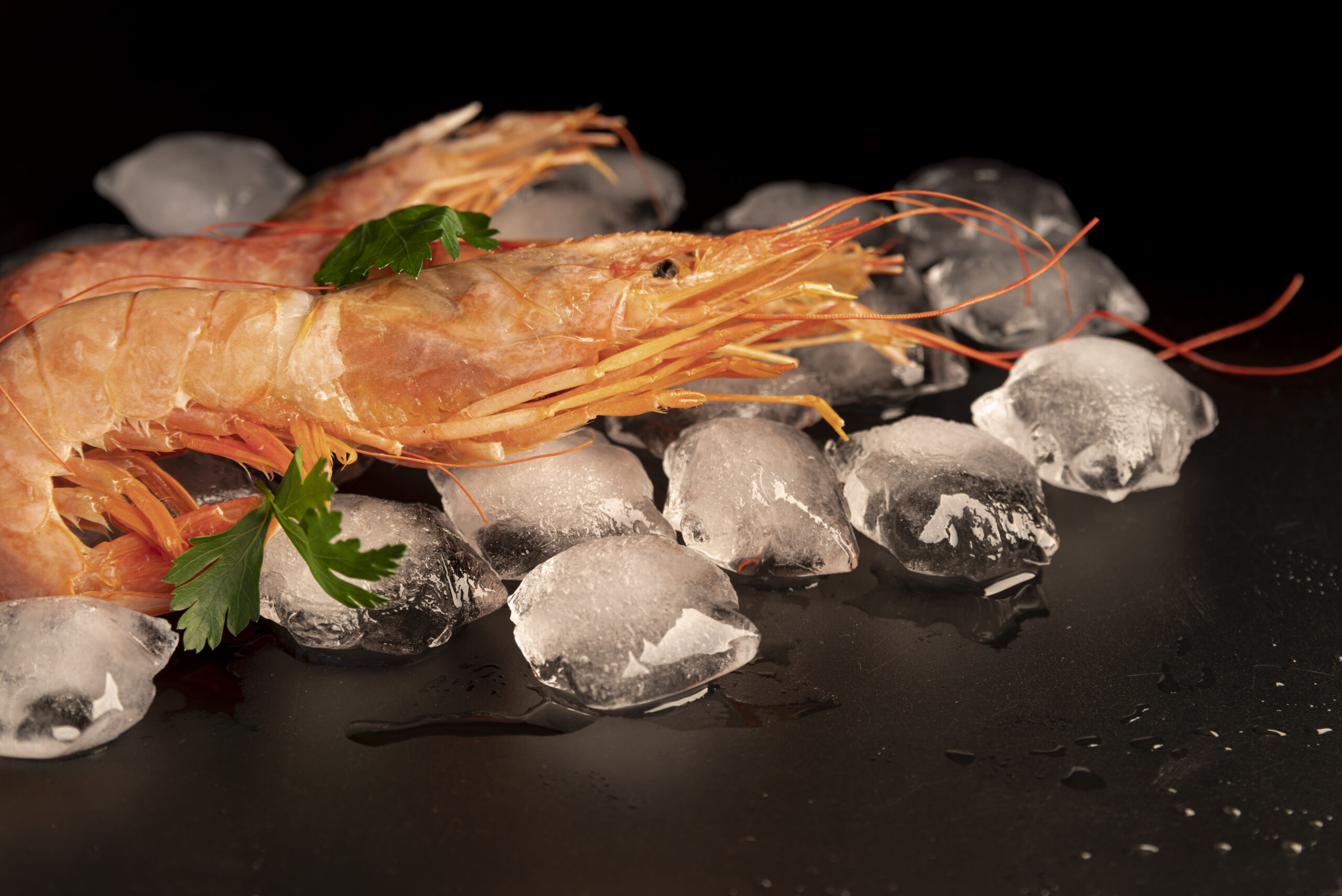 SEAFOOD EXPRESS TUNISIE: fresh seafood from Tunisia